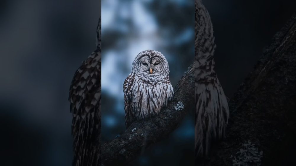 La Fotografía de Naturaleza en Blanco y Negro: Elegancia Atemporal ...